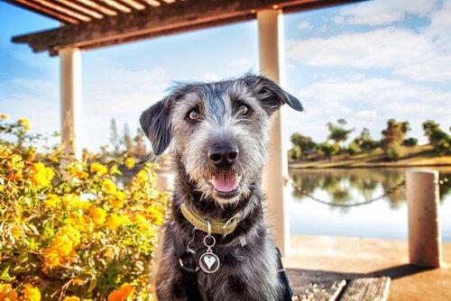 Learn About Your Dog's Moods Through Body Language