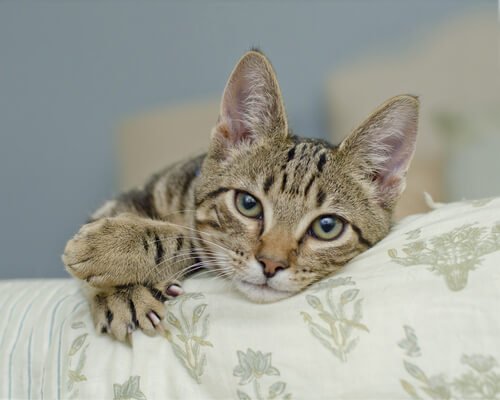How Do Your Cat's Scary Claws Work? - My Animals