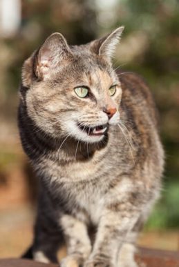 The Vomeronasal Organ in Cats - My Animals