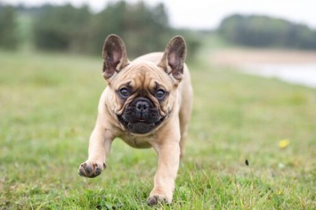 5 Breeds of Molosser Dogs - My Animals