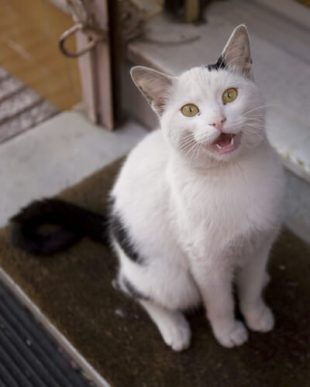 Cat's Meow: everything to know about it - My Animals