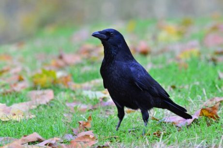 Is It Totally Crazy to Have a Crow as a Pet? - My Animals