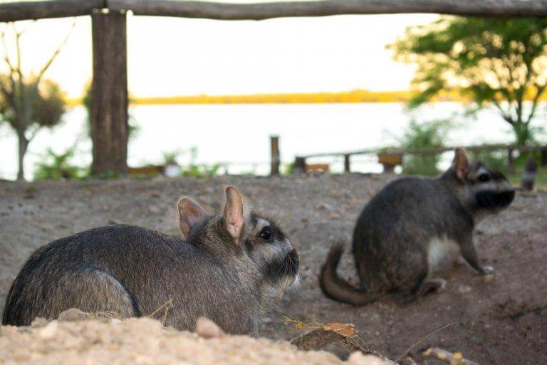 Meet the Common Viscacha - My Animals
