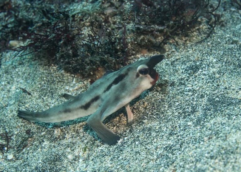 What Is the Red-Lipped Batfish? - My Animals