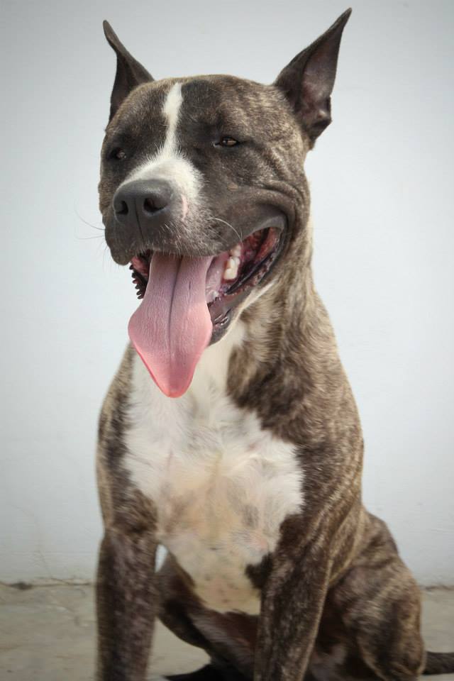 The Effects of Illegal Dog Fights - My Animals