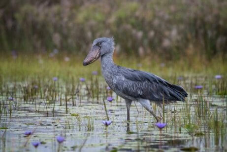 The Shoebill: Behavior and Habitat - My Animals