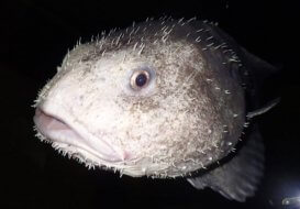 The Blobfish: Habitat and Characteristics - My Animals