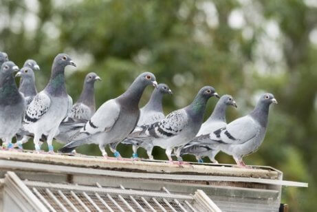 7 Ways to Scare Off Pigeons - My Animals