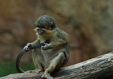 Talapoin Monkeys: Characteristics, Behavior and Habitat - My Animals