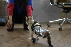 Bionic Felines: Prosthetic Legs for Handicapped Cats - My Animals