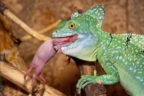 Plumed Basilisk: Care and Characteristics — My Animals