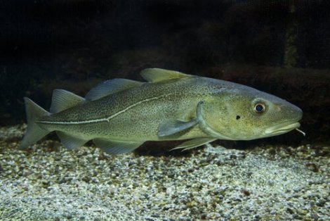 Atlantic Cod: Characteristics and Reproduction - My Animals