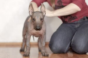 The Mexican Xoloitzcuintle, an Ancient Hairless Dog - My Animals