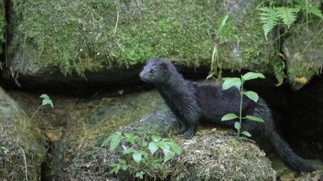 American Mink: Habitat and Characteristics - My Animals