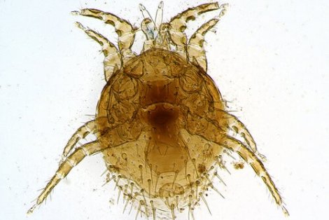 All You Need to Know About Species of Mite - My Animals
