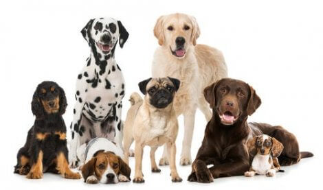 The Main Dog Organizations in the World - My Animals