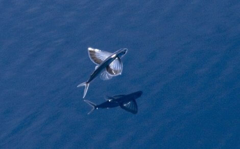 3 Amazing Species of Flying Fish - My Animals