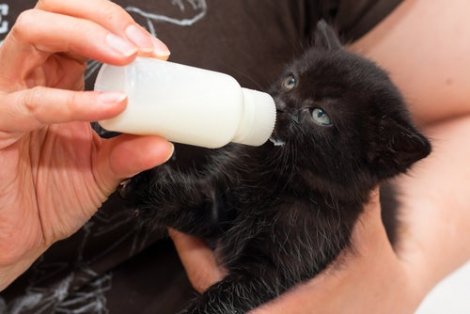 Cats and Milk: What's the Truth? - My Animals