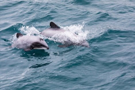 Hector's Dolphin: Native to New Zealand - My Animals