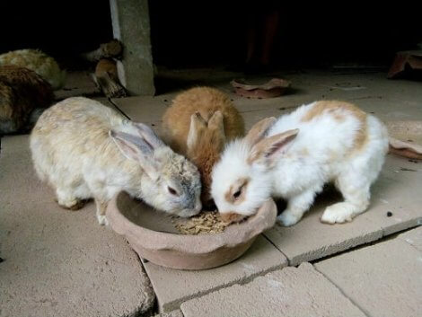 How Much and When Rabbits Should Eat - My Animals