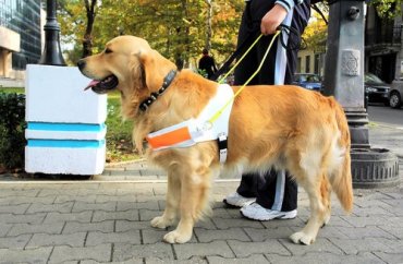 Everything You Need to Know About Guide Dogs - My Animals