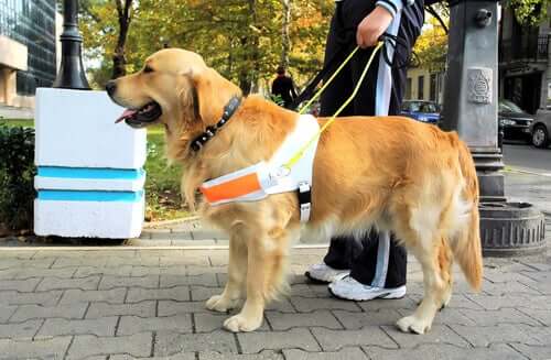 Everything You Need to Know About Guide Dogs - My Animals