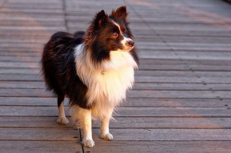 Understanding Your Dog's Personality and Behavior - My Animals