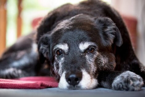 The Causes of Muscular Atrophy in Dogs - My Animals