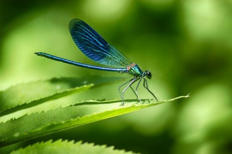 Learn About the Metamorphosis of the Dragonfly - My Animals