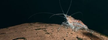 The Importance of Krill in the Ocean's Ecosystems - My Animals