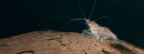 The Importance of Krill in the Ocean's Ecosystems - My Animals