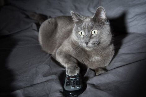 4 Causes of Unusual Nighttime Behavior in Cats - My Animals