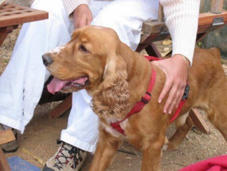 How to Train Your Dog to Accept Handling - My Animals