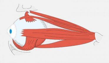 Strabismus in Dogs: Causes and Treatment - My Animals