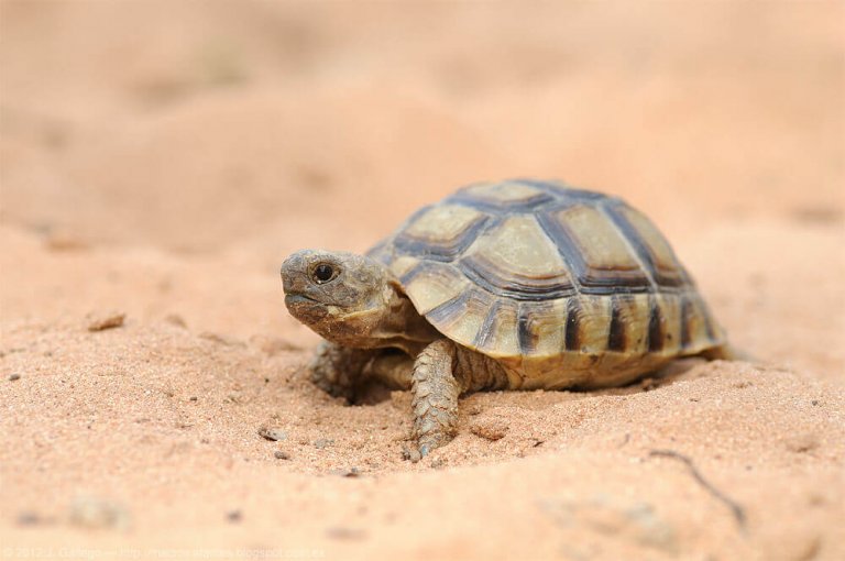 The Fascinating World of Turtles in Spain - My Animals