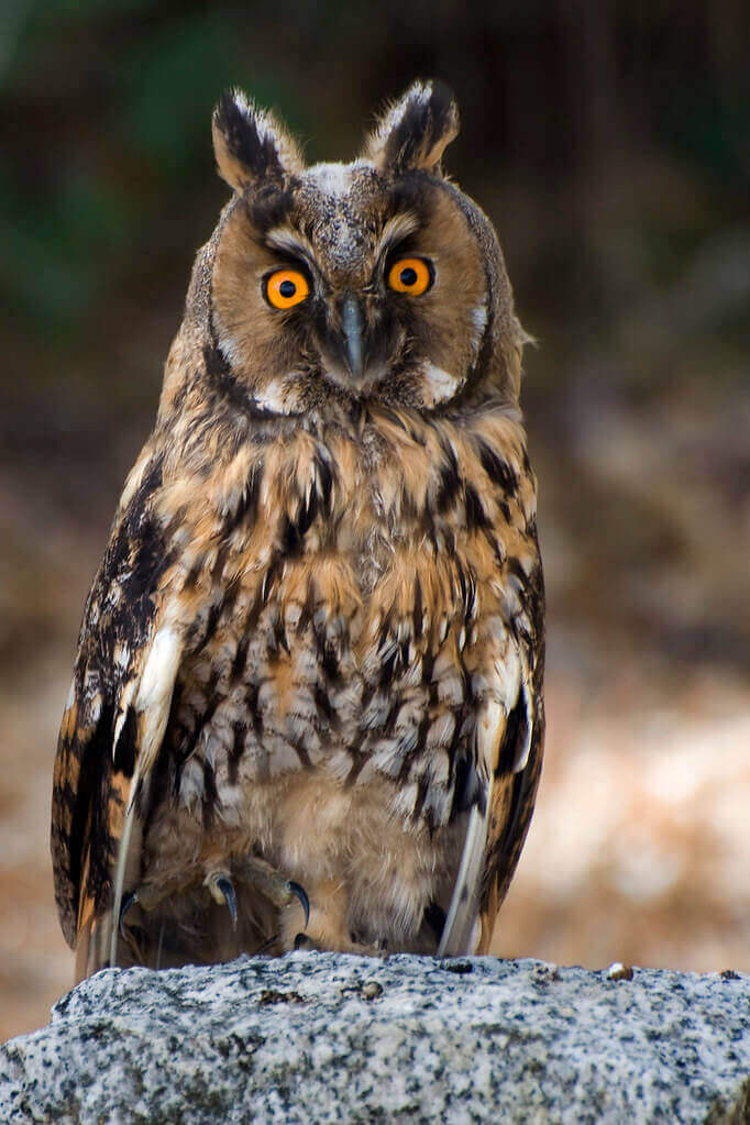 European Owls: The Nocturnal Raptors - My Animals