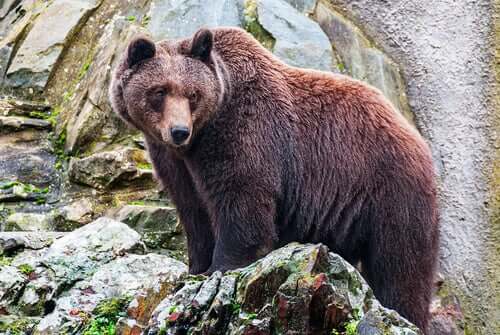 The Brown Bear: Characteristics, Behavior and Habitat - My Animals