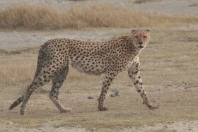 The Cheetah: Habitat, Characteristics and Behavior - My Animals