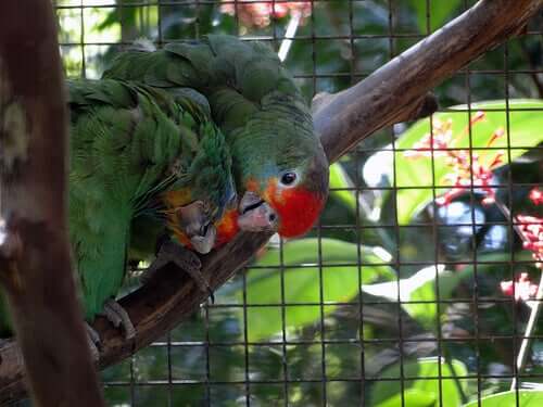 The Reproduction of Domestic Parrots - My Animals