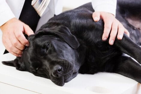 Symptoms of hemorrhage in dogs