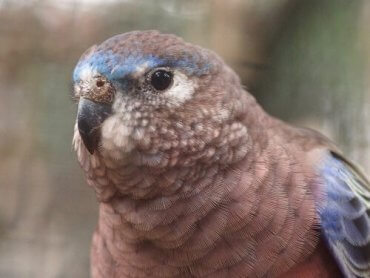 The Diet and Habitat of the Bourke's Parakeet - My Animals