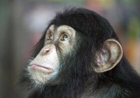 The Chimpanzee: Habitat and Characteristics - My Animals