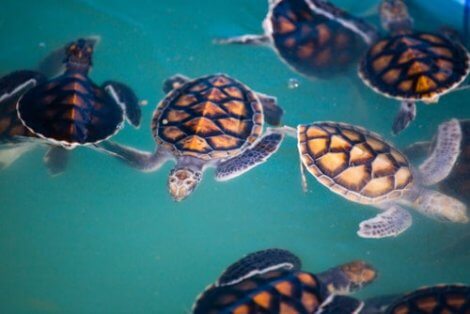 Animal Migration: When Does It Happen And Why? - My Animals