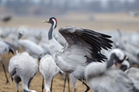 The Common Crane: Characteristics, Behavior, and Habitat - My Animals