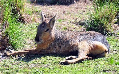 Patagonian Mara: Characteristics, Behavior and Habitat - My Animals