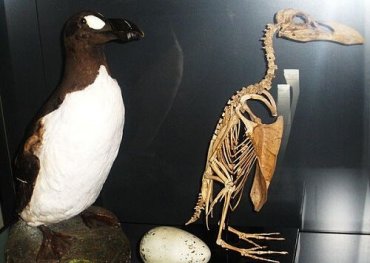 How the Great Auk Became Extinct - My Animals