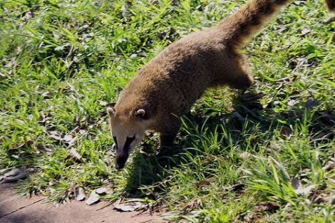 The Coati: Characteristics, Behavior and Habitat - My Animals
