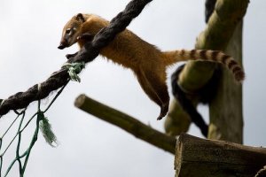 The Coati: Characteristics, Behavior and Habitat - My Animals