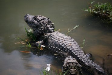 5 Animals That Live in Swamps - My Animals