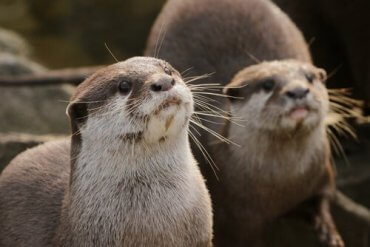 The Characteristics, Behavior, and Habitat of the Otter - My Animals